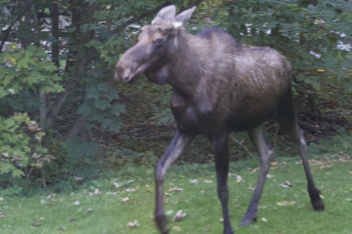 Moose sighting near Lowville | Newzjunky